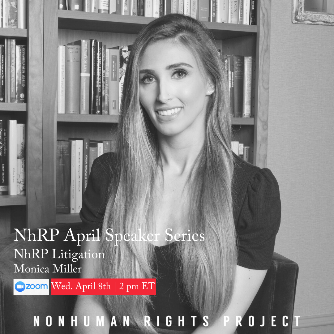 Learn more about our nonhuman animal rights litigation | Nonhuman ...