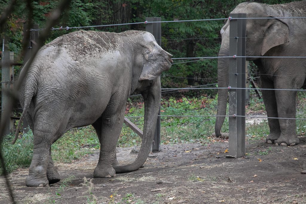 A ban on the keeping, restraint, or possession of elephants | Nonhuman ...
