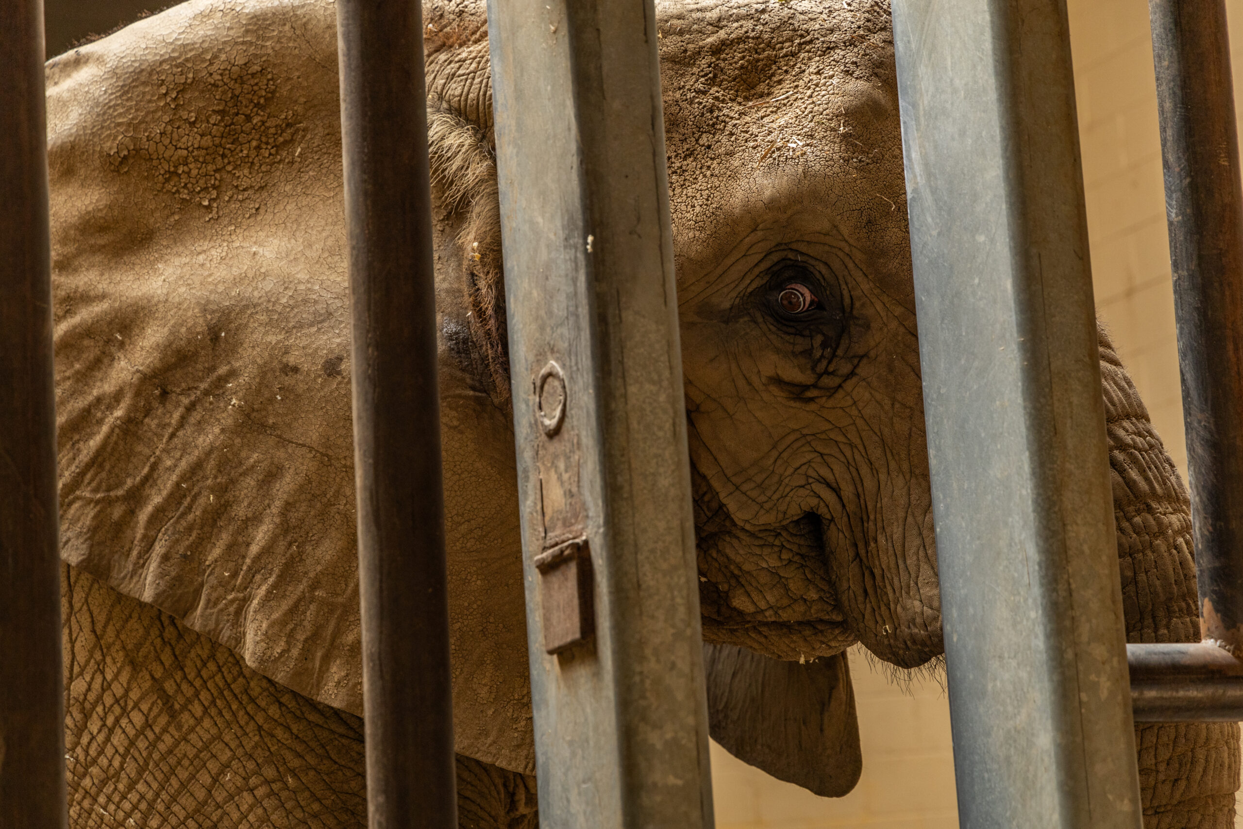 Savanna, Tasha, Angeline, Victoria, and Zuri | Nonhuman Rights Project