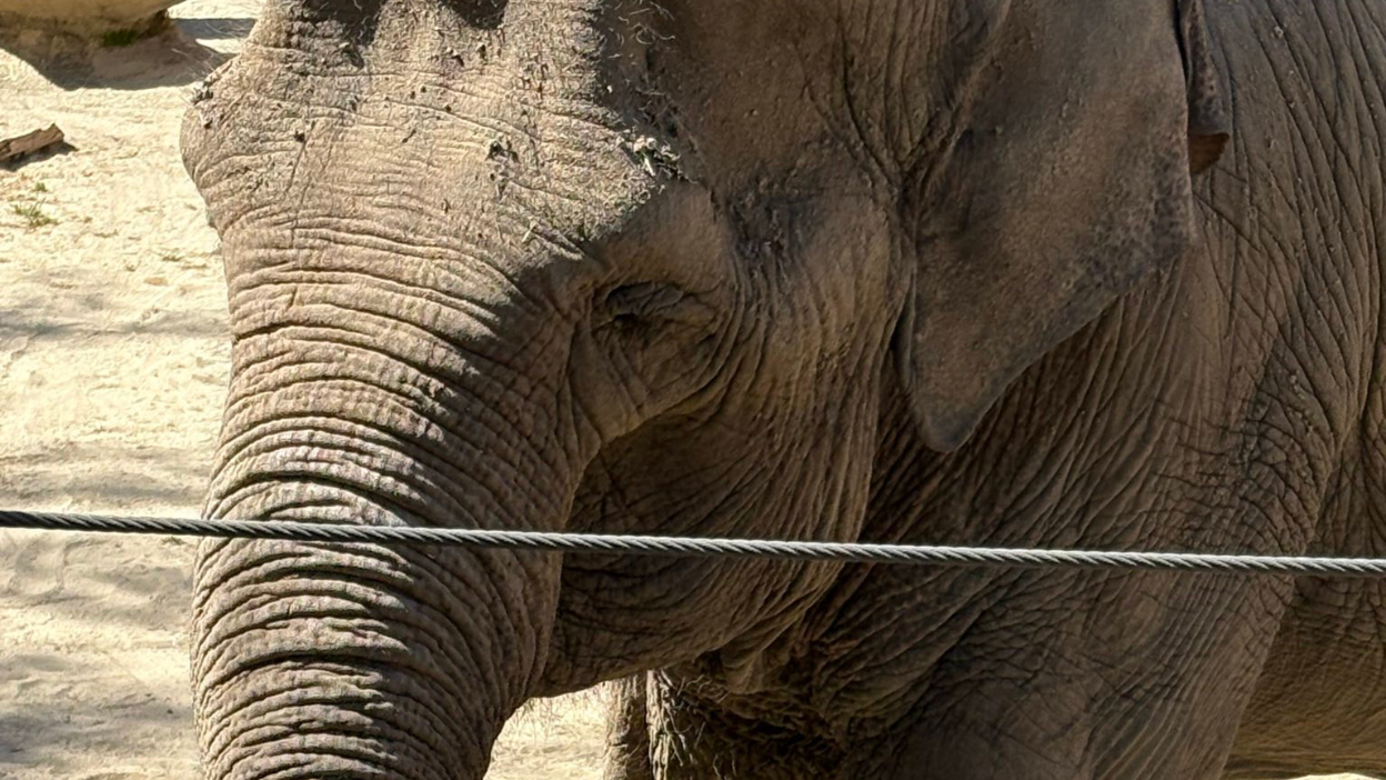 Tulsa Zoo Bears Responsibility for Tina’s Terminal Illness | Nonhuman ...