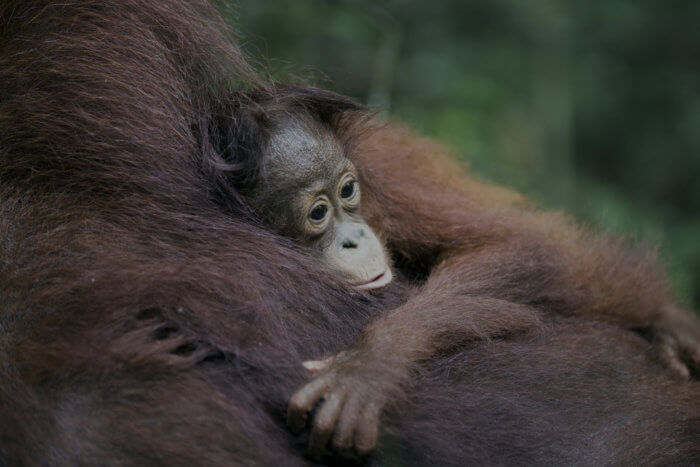 A 'Dictionary' of Chimpanzee Sign Language | Nonhuman Rights Project