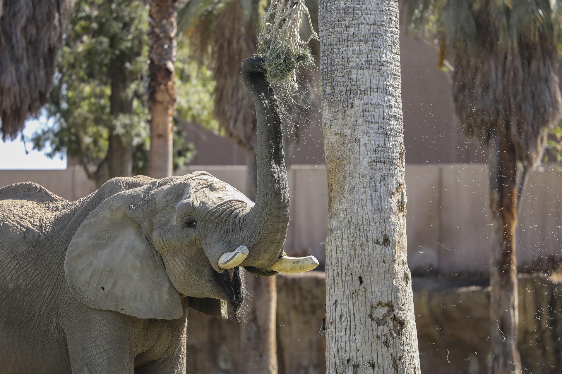 Amahle, Nolwazi, and Mabu | Nonhuman Rights Project