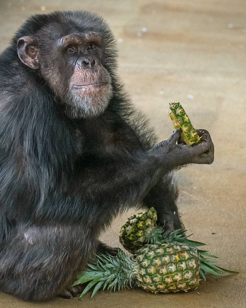 Celebrating two years of sanctuary for Hercules and Leo | Nonhuman ...