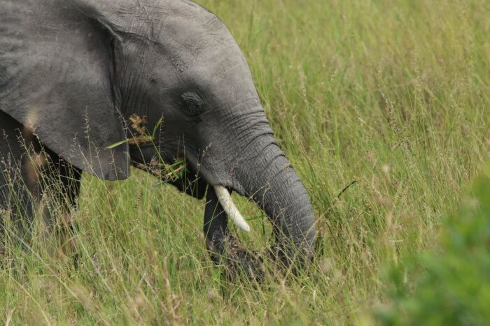 What we wish we could tell our elephant clients today on Elephant ...