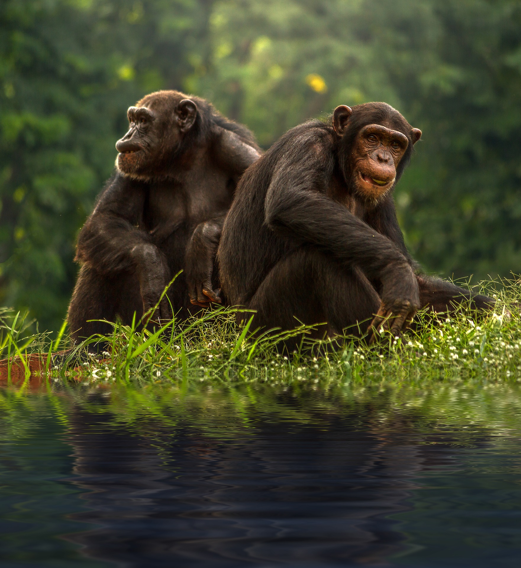 Social Learning in Chimpanzees | Nonhuman Rights Project