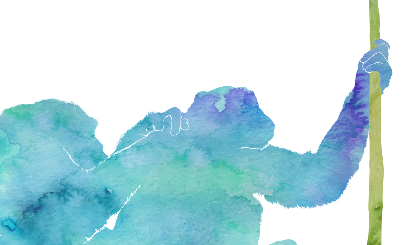 Jane Goodall: Release Hercules and Leo to Sanctuary (VIDEO) | Nonhuman ...